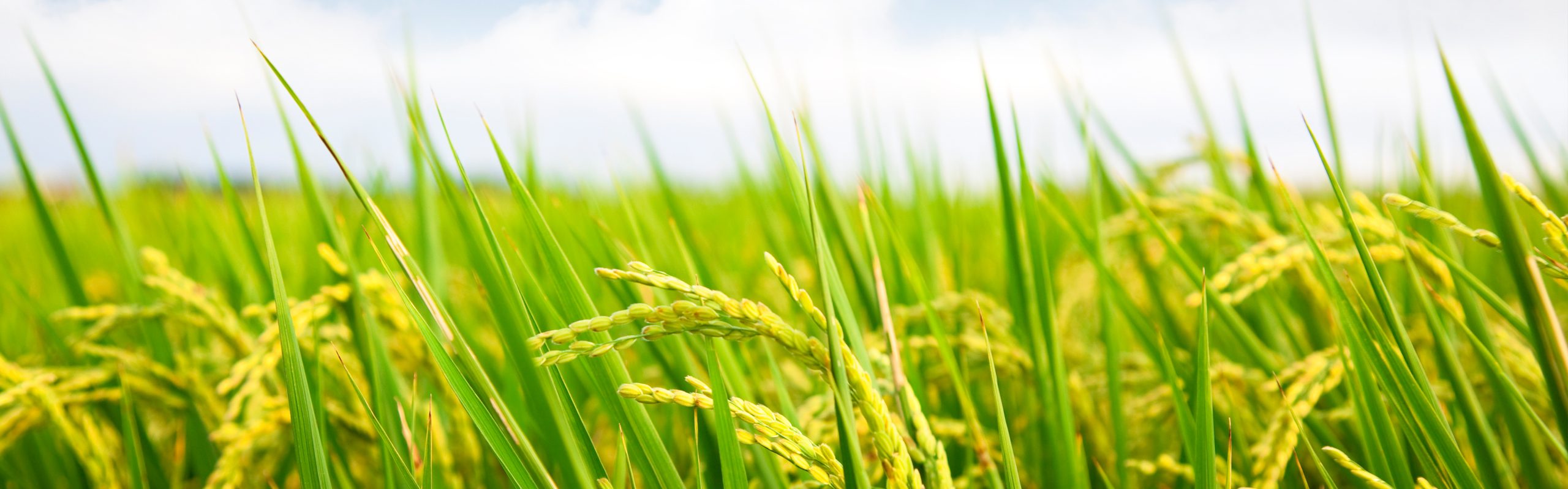 Công Ty TNHH Nông Dược WinWin