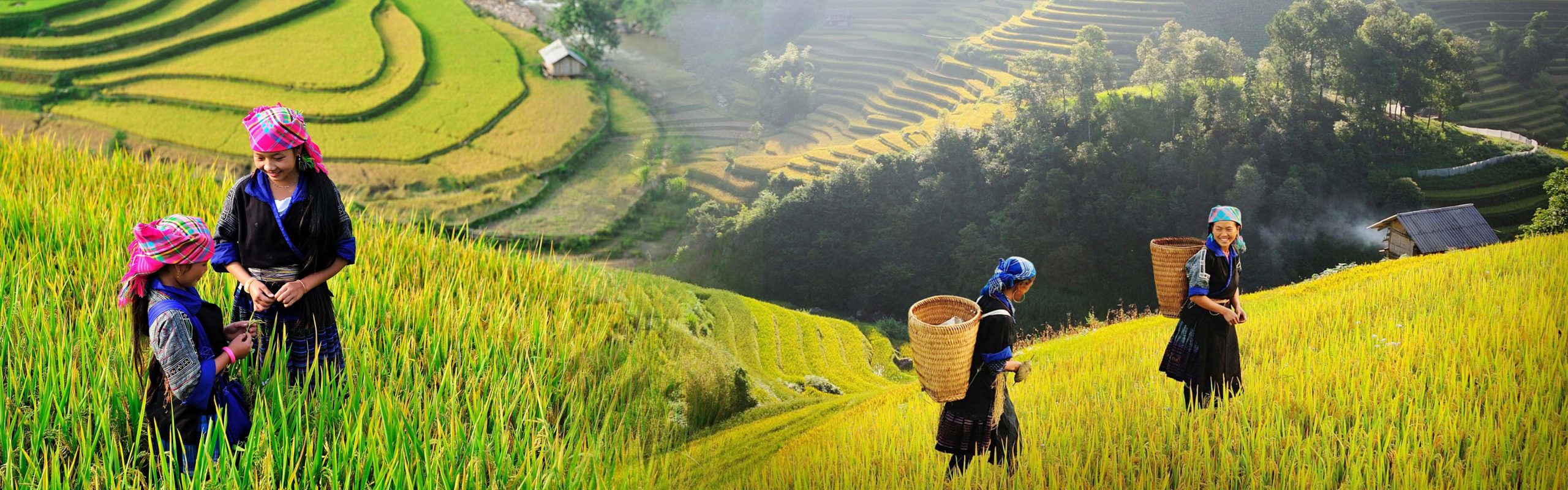 Công Ty TNHH Nông Dược WinWin